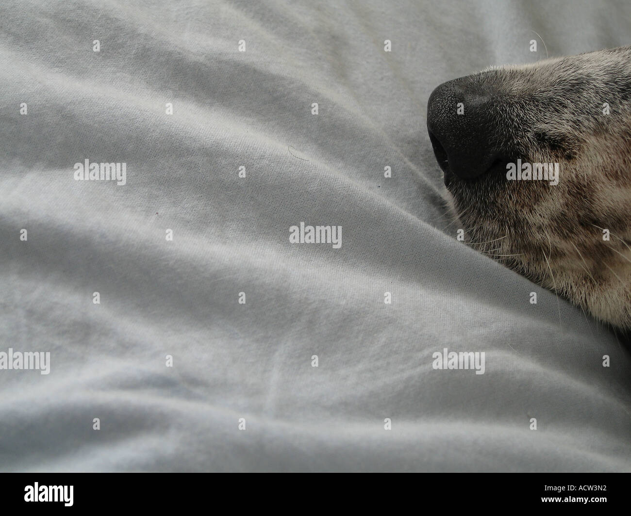 Dog sheet hi-res stock photography and images - Alamy