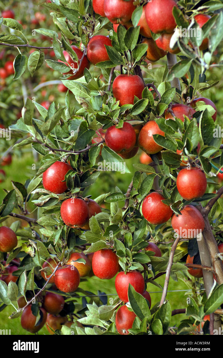 Commercial apple orchard Belgium Stock Photo - Alamy