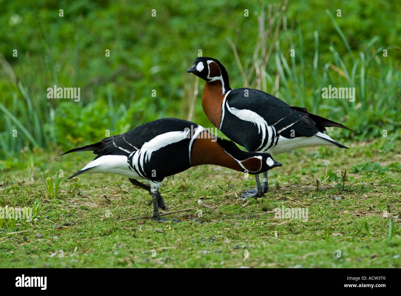Red Breasted Goose (Branta ruficollis Stock Photo - Alamy