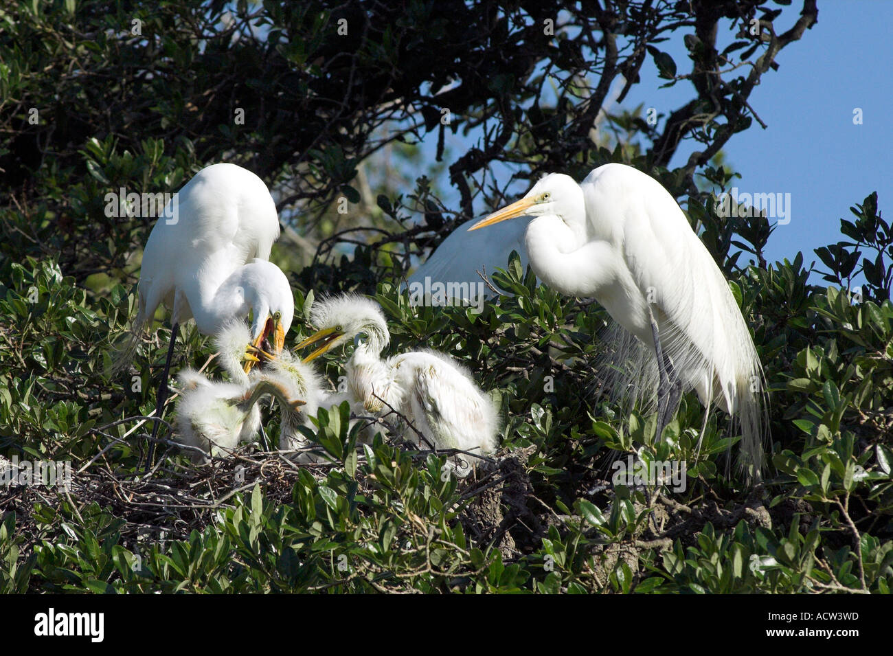 Great White Egret nesting activity at the Alligator Farm rookery in St ...