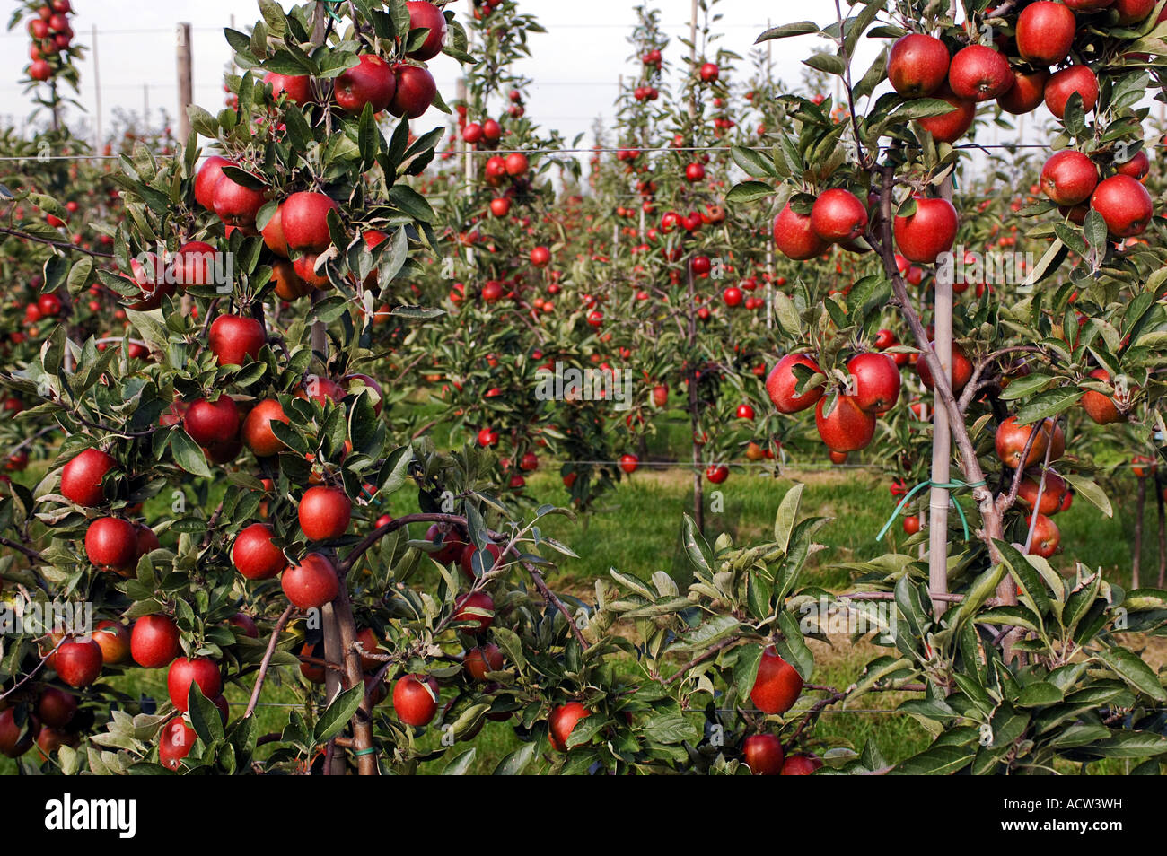 Commercial apple orchard Belgium Stock Photo - Alamy