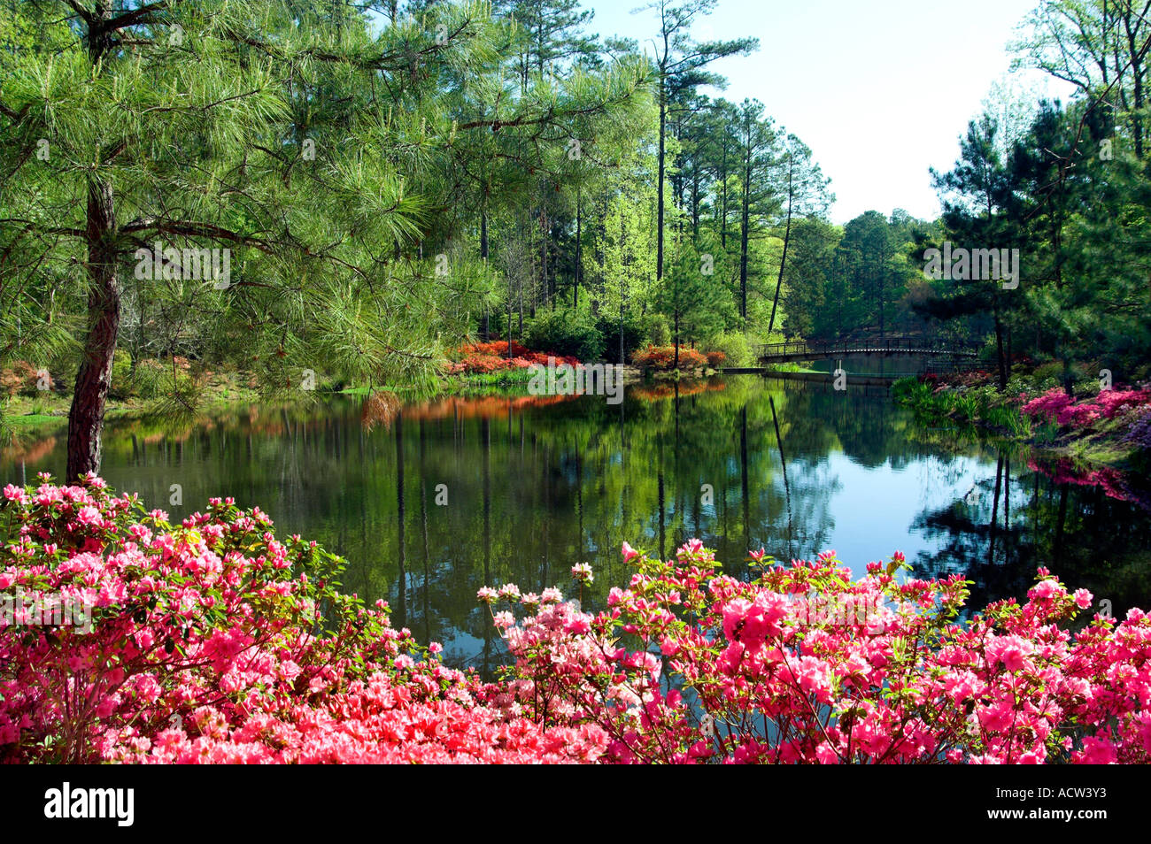 Spring azaleas in bloom at the Azalea Bowl and pond at the Callaway ...