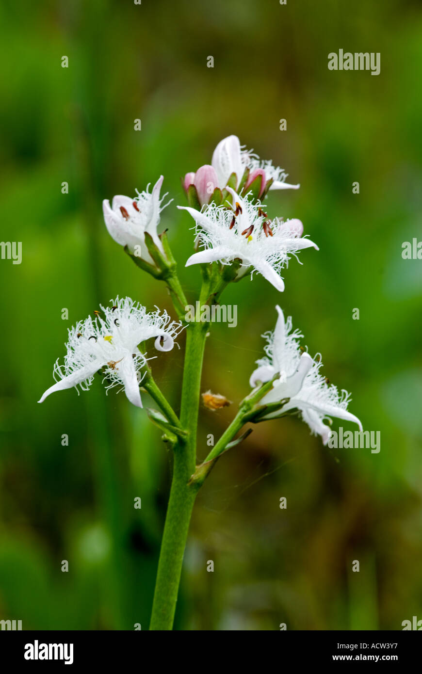 Bogbean (Menyanthes trifoliata Stock Photo - Alamy