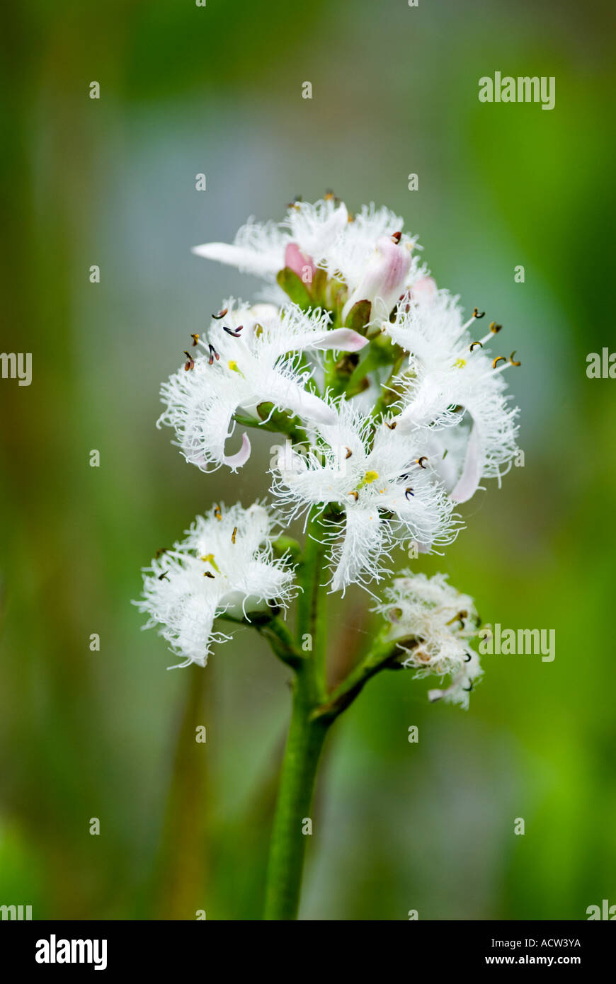 Bogbean (Menyanthes trifoliata Stock Photo - Alamy