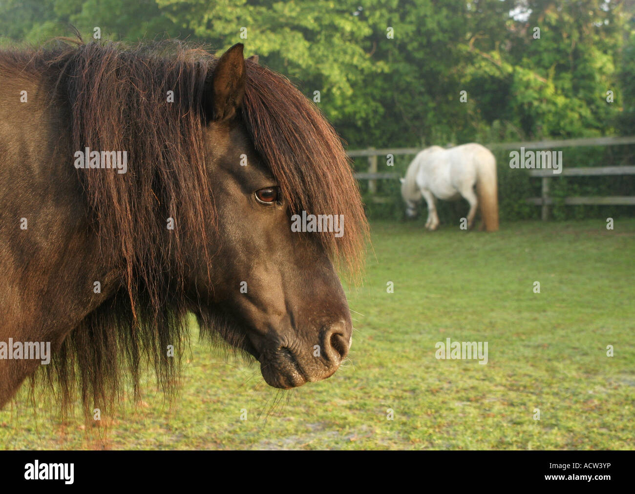 A black stallion standing in the foreground with a grey mare foraging ...