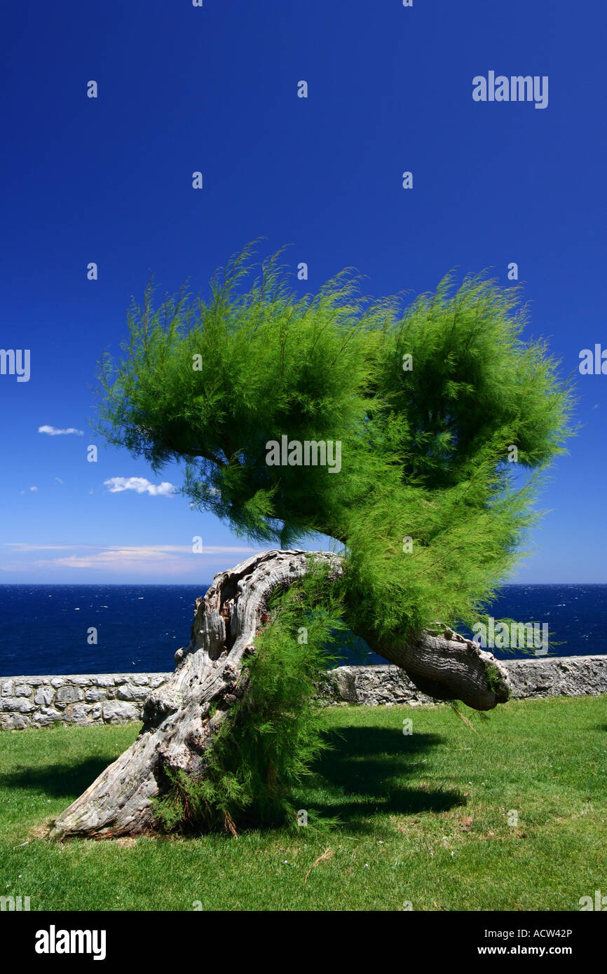 Taray hi-res stock photography and images - Alamy