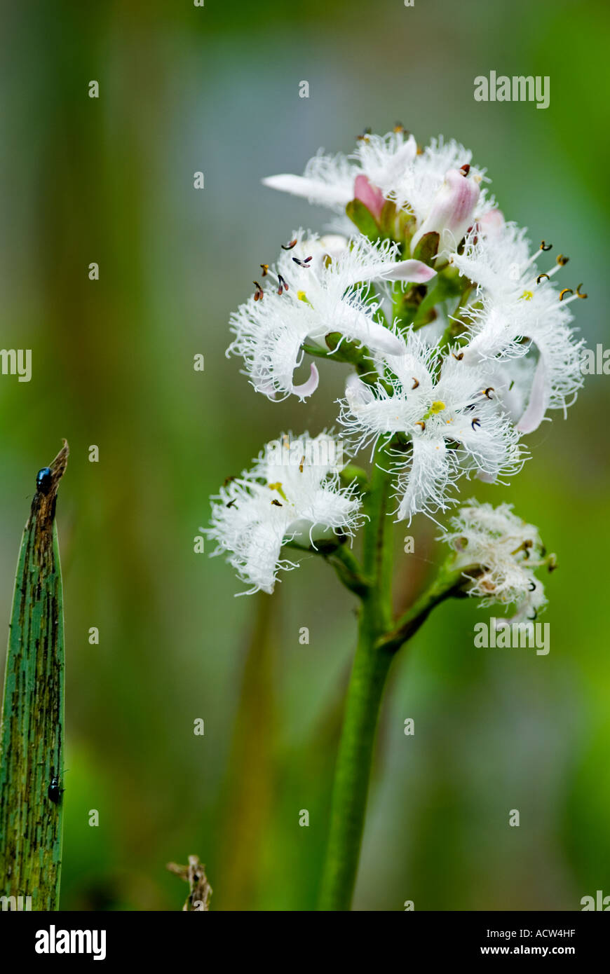 Bogbean (Menyanthes trifoliata Stock Photo - Alamy