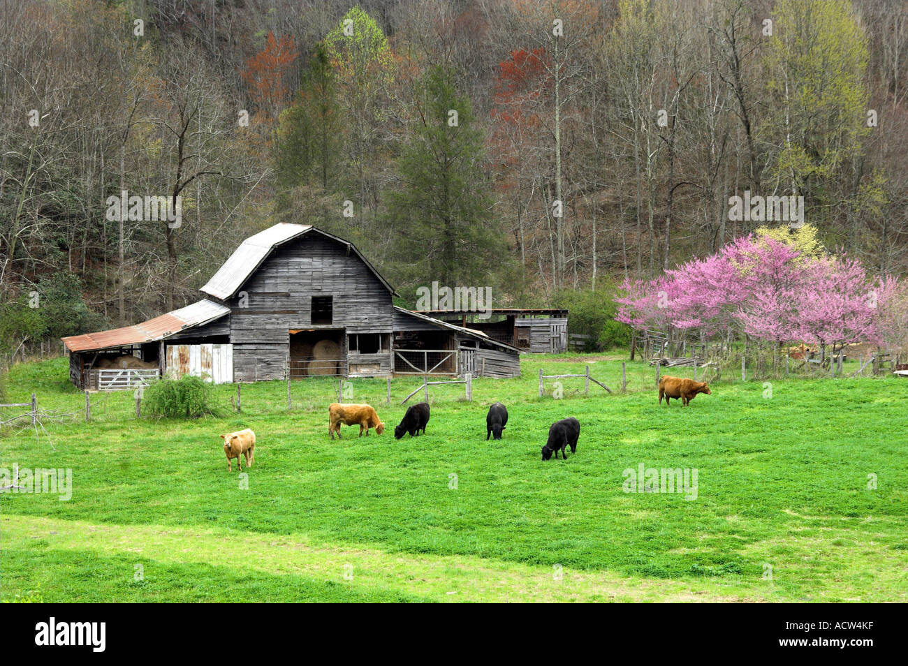 A pastoral scene with grazing cattle and spring blossoming trees in ...