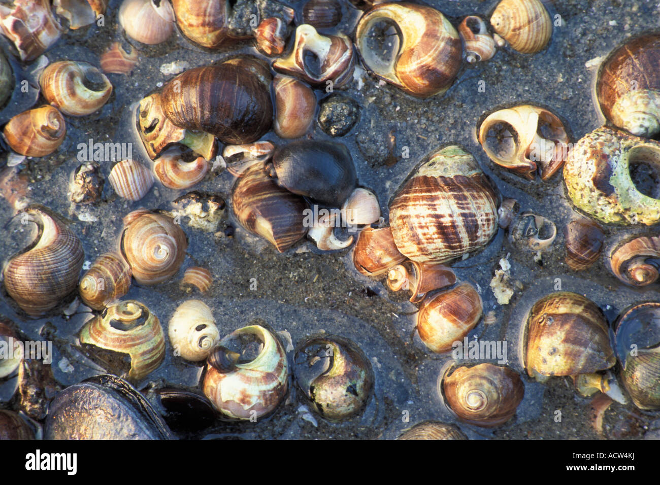 Perwinkle shells on sandy beach, Odiorne State Park, New Hampshire ...
