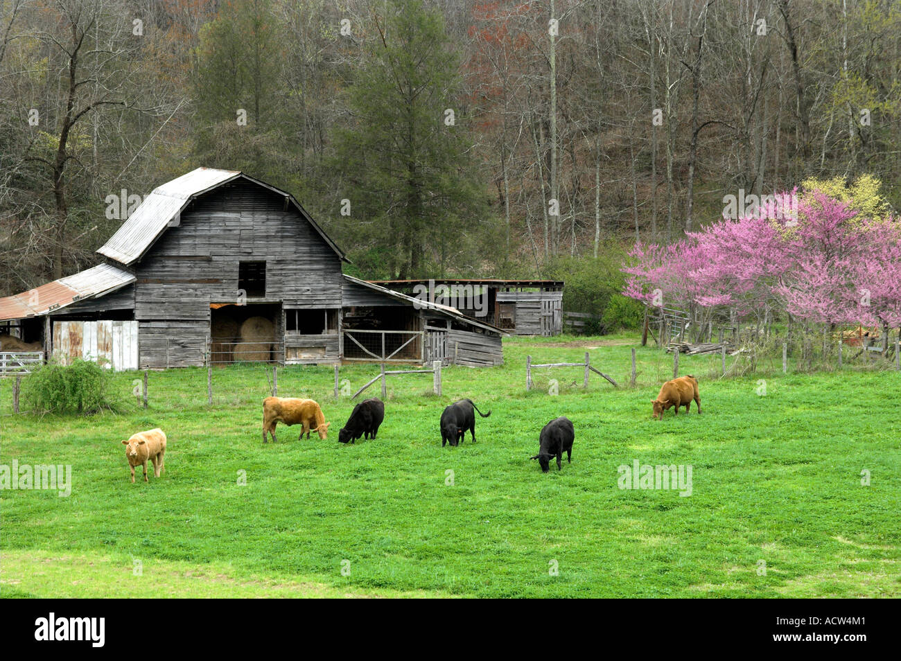 A pastoral scene with grazing cattle and spring blossoming trees in ...