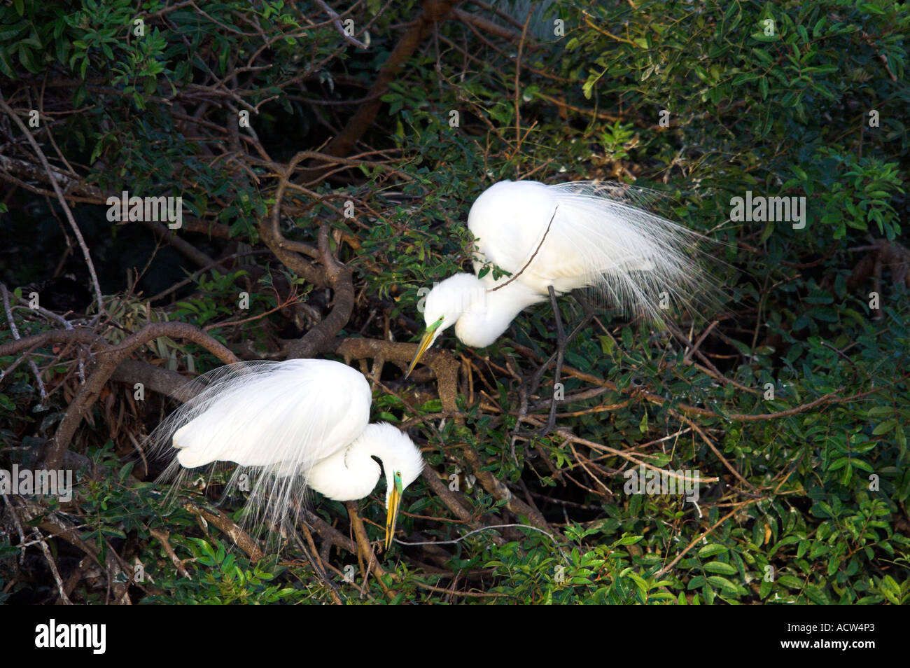 A pair of white egrets at the Audobon Rookery in Venice Florida USA ...