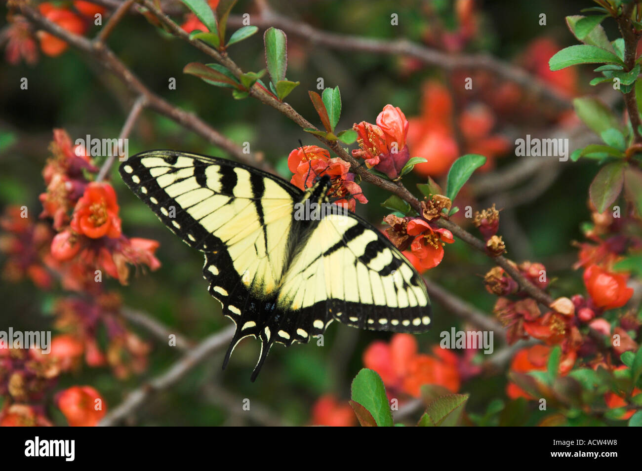 Eastern tiger swallowtail butterfly in Cades Cove in The Great Smoky ...