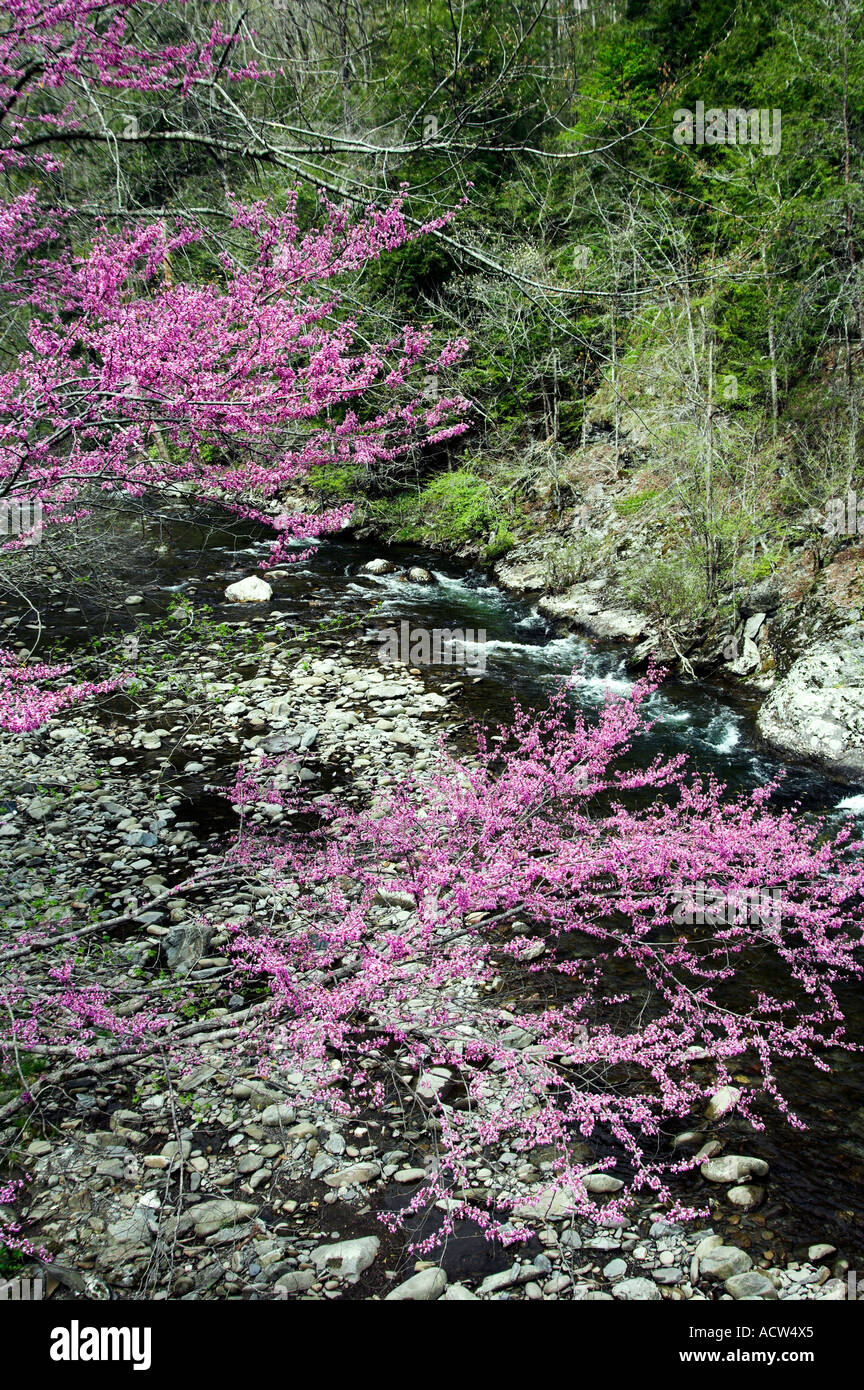 Overhanging blossom hi-res stock photography and images - Alamy