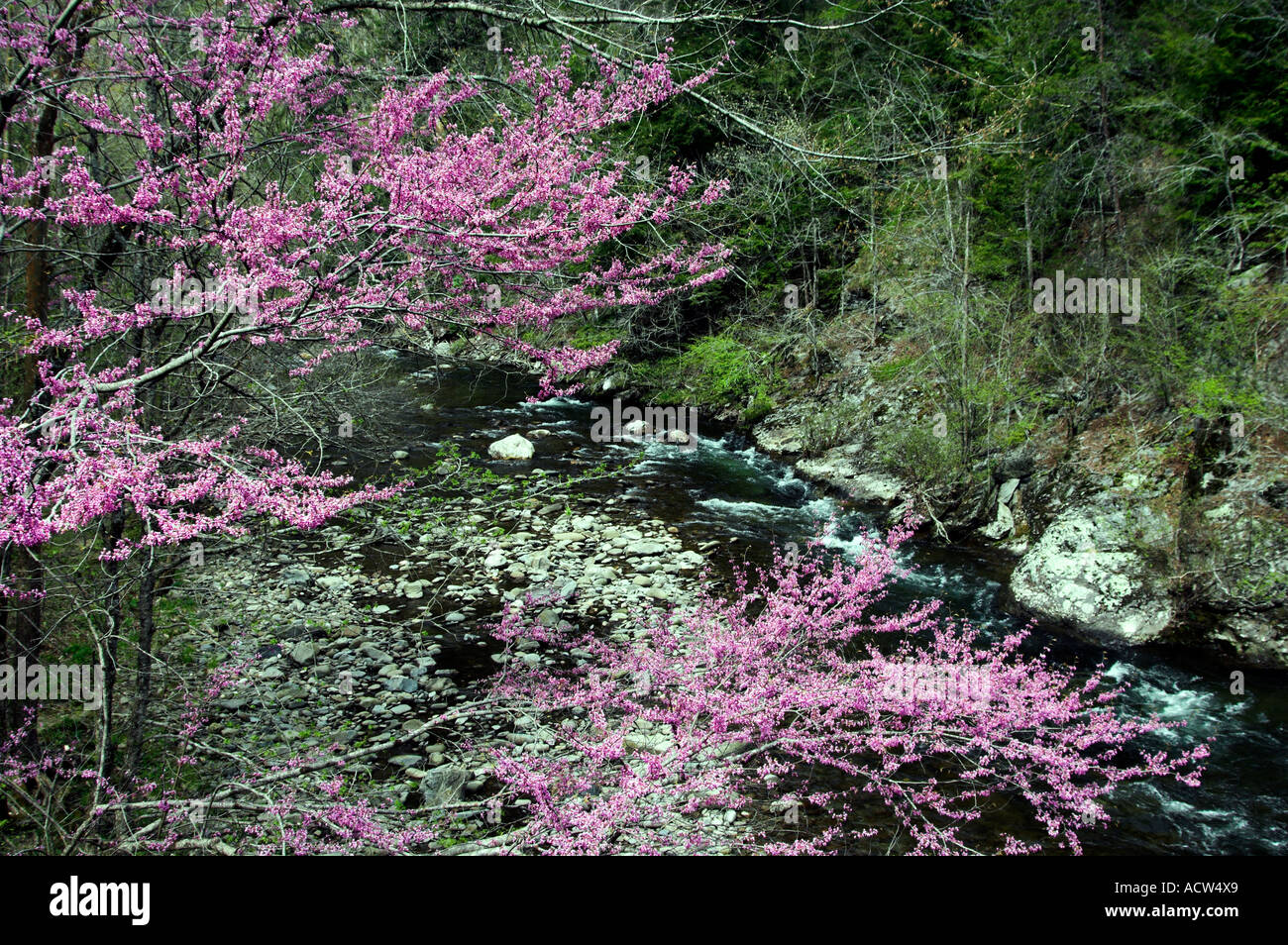 Tree overhanging a river hi-res stock photography and images - Alamy