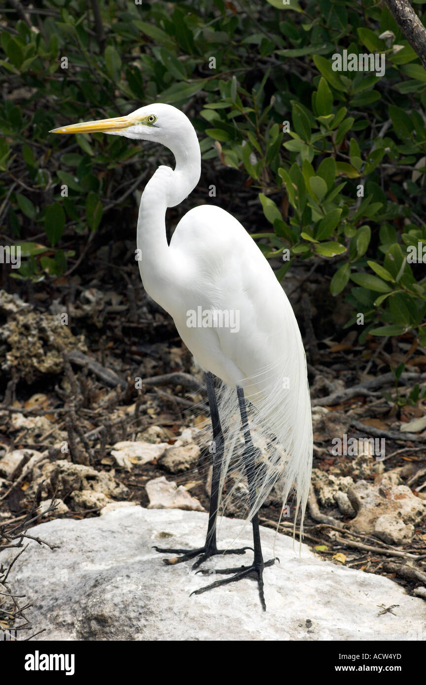 The Great White Egret in the Wild Bird Sanctuary in the Florida Keys ... The Great White Egret in the Wild Bird Sanctuary in the Florida Keys ...