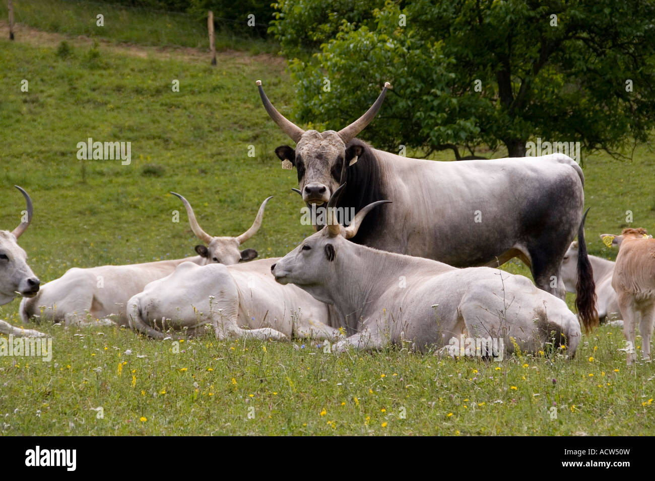 Hungarian Grey Cattle Or Hungarian Steppe Cattle Stock Photos ...