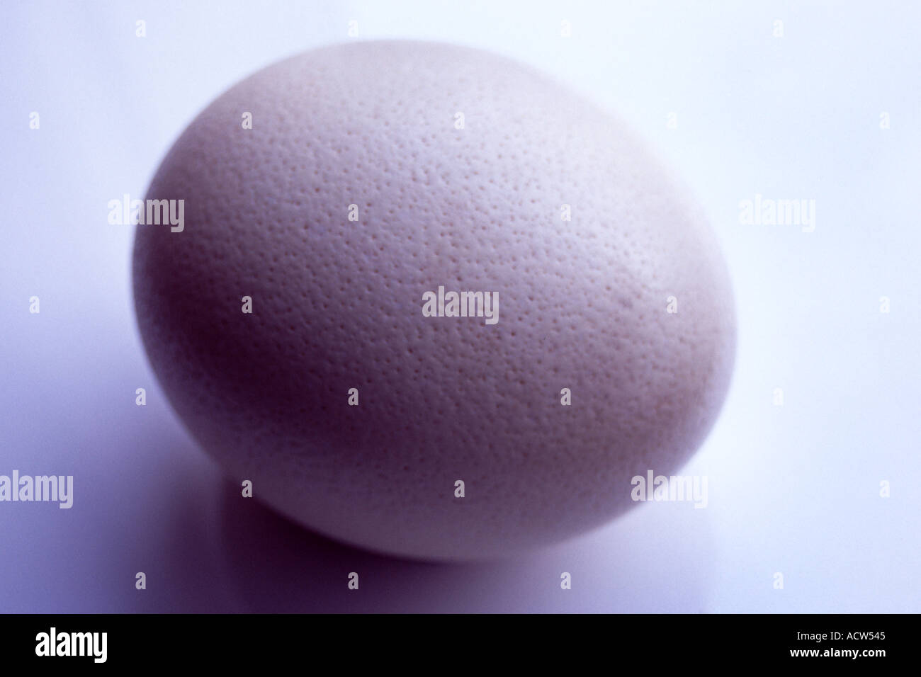 Ostrich egg still life Stock Photo - Alamy