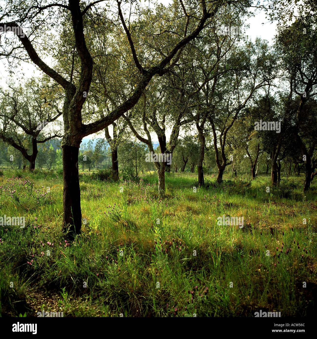 Cork oak trees alentejo hi-res stock photography and images - Alamy