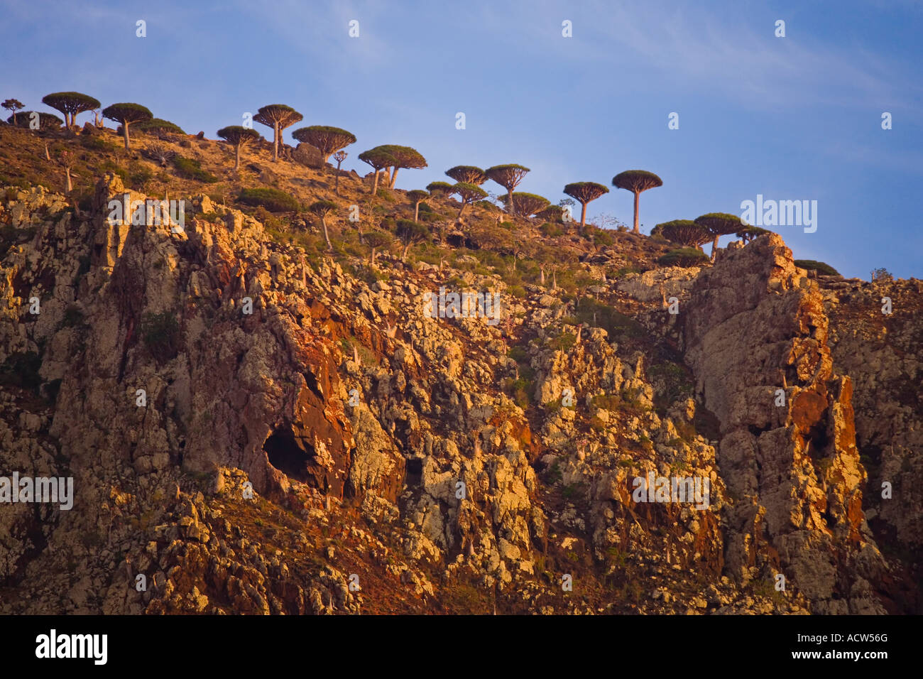 Socotran Landscape and the Eerie Dragonblood tree Yemen Stock Photo - Alamy