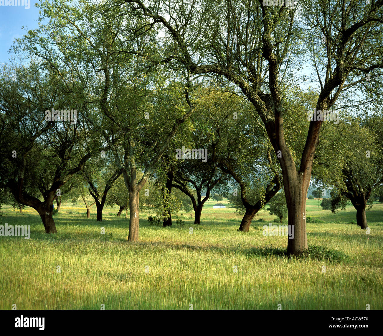 PORTUGAL ALENTEJO CORK OAKS TREES Stock Photo - Alamy