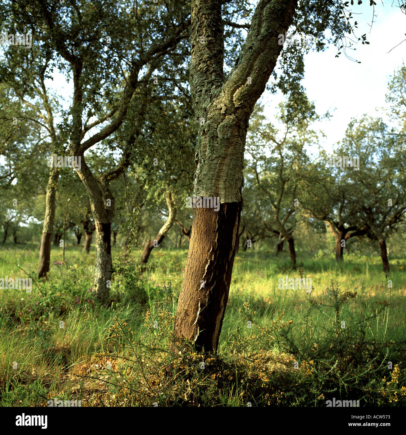 PORTUGAL ALENTEJO CORK OAKS TREES Stock Photo - Alamy
