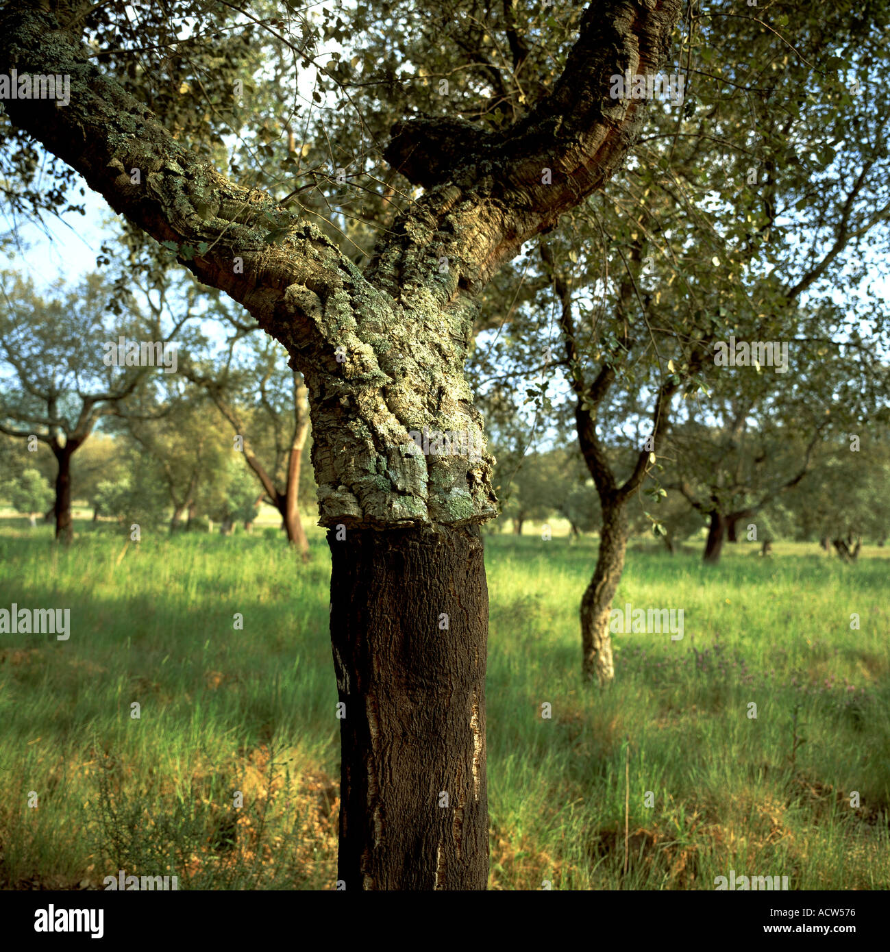 PORTUGAL ALENTEJO CORK OAKS TREES Stock Photo - Alamy