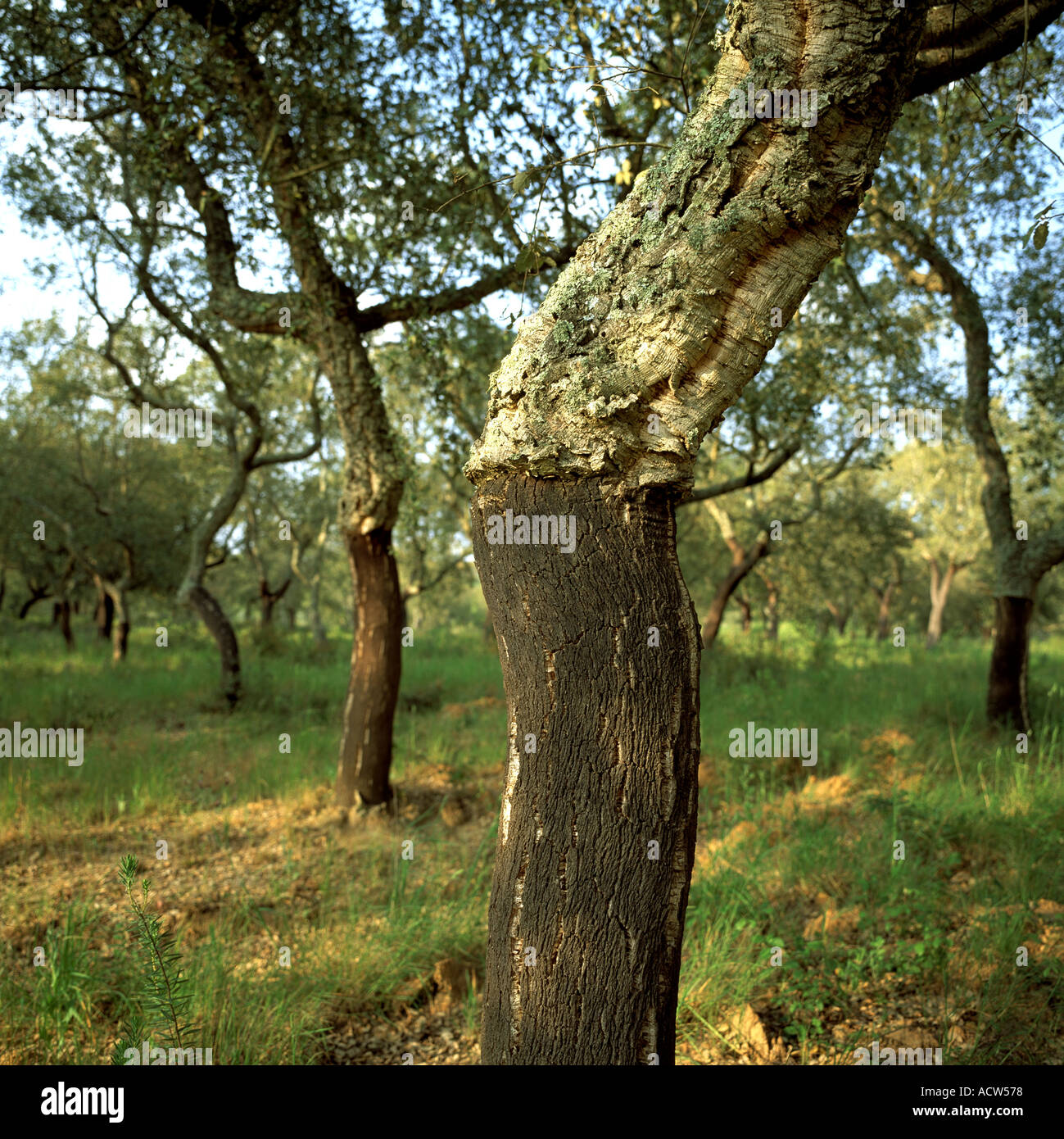 Cork oak trees alentejo hi-res stock photography and images - Alamy
