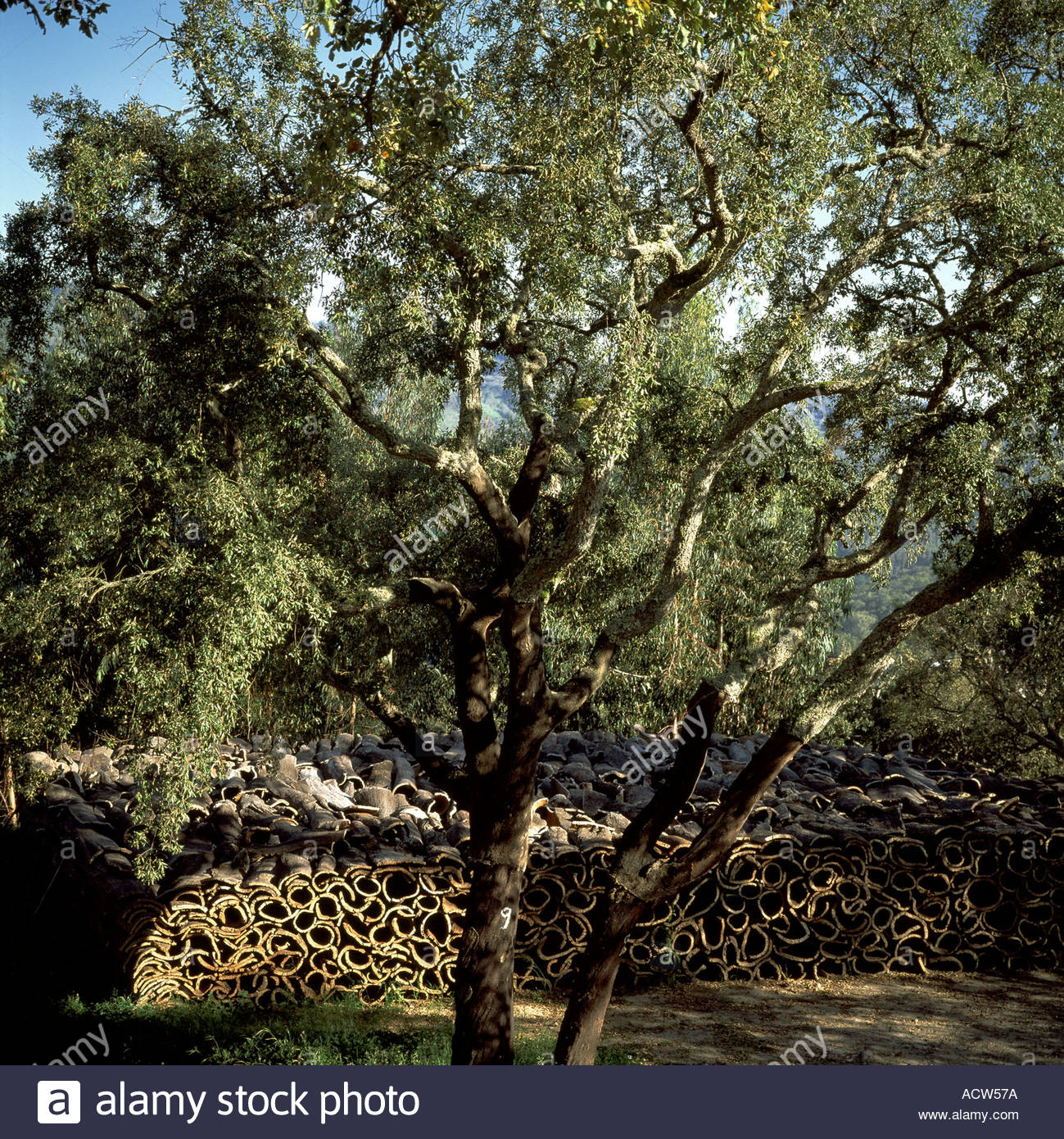 PORTUGAL ALENTEJO CORK OAKS TREES AND STACKS OF BARK Stock Photo - Alamy