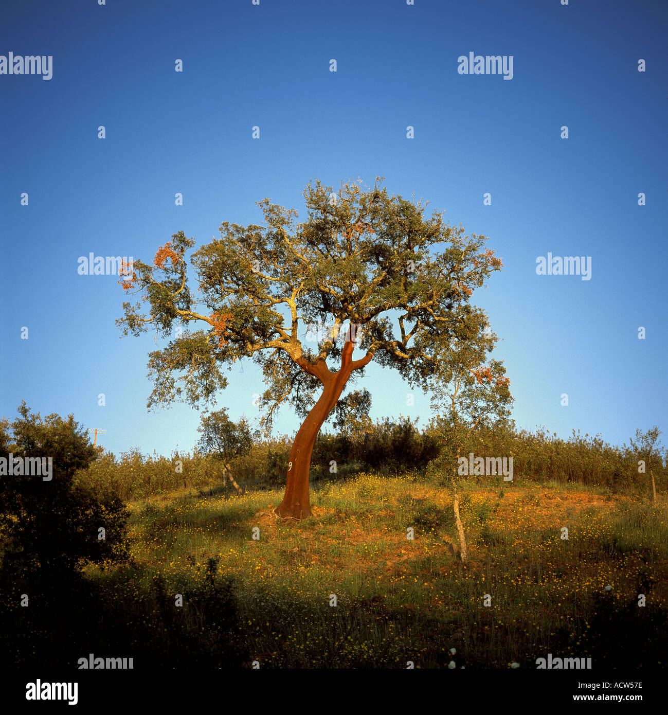 PORTUGAL ALENTEJO CORK OAKS TREE AT SUNSET Stock Photo - Alamy