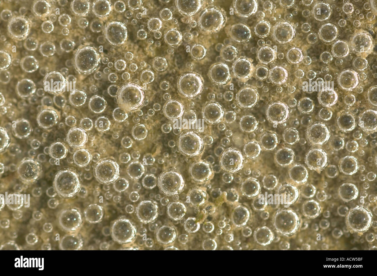 Bubbles in the sand hi-res stock photography and images - Alamy