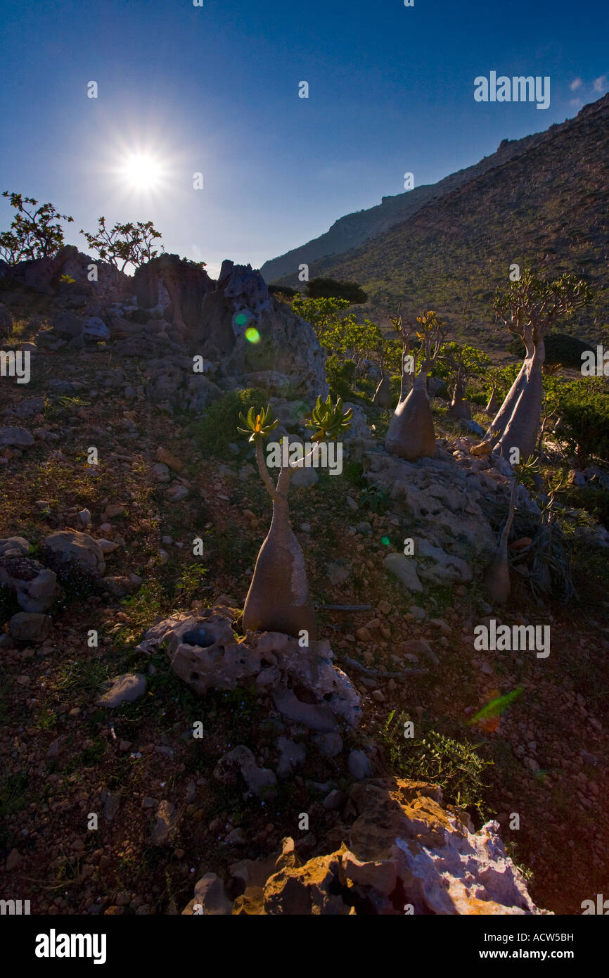 Suqutra yemen hi-res stock photography and images - Alamy