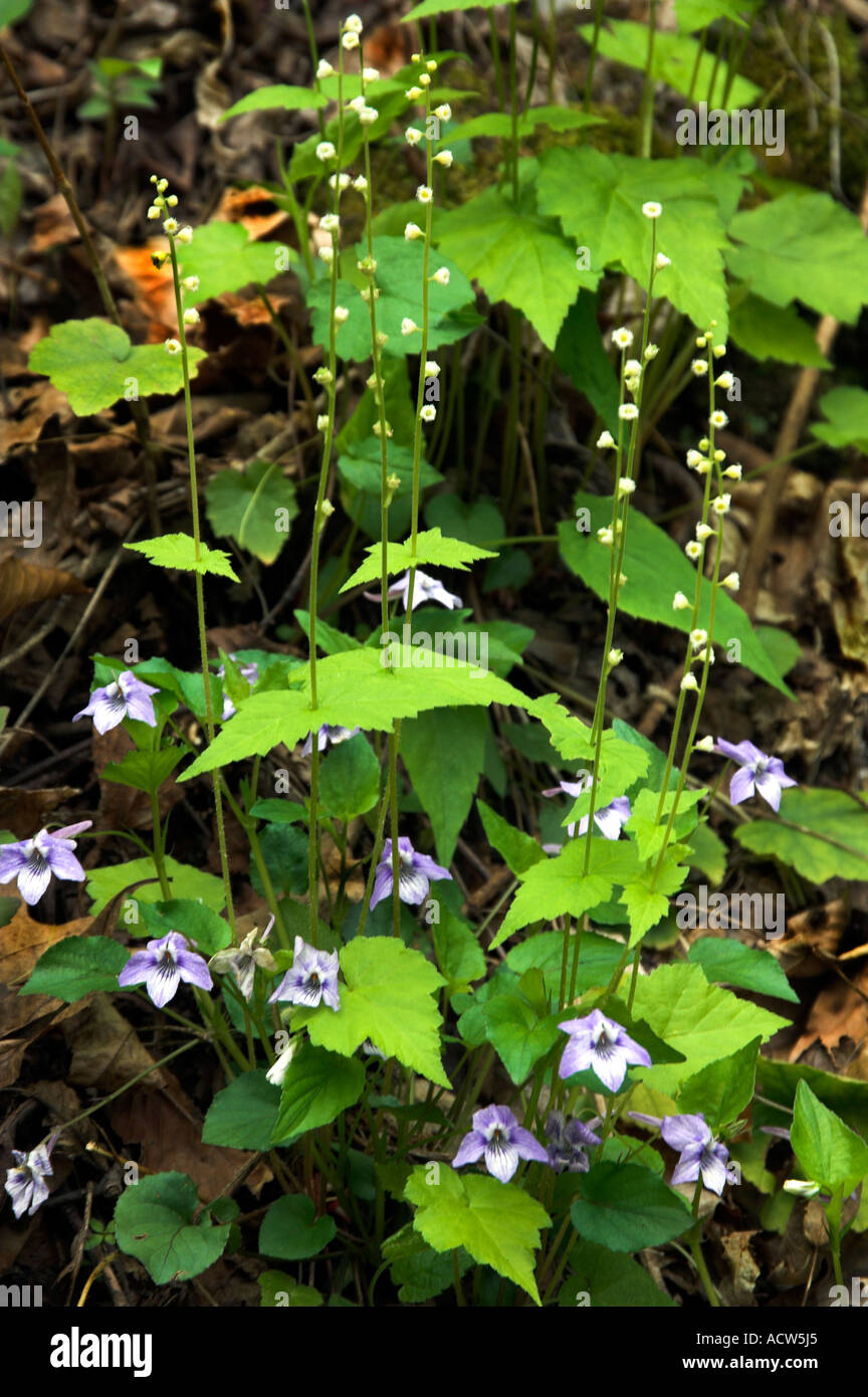 Canadian violets and hanging wildlflowers in the Great Smoky Mountains ...