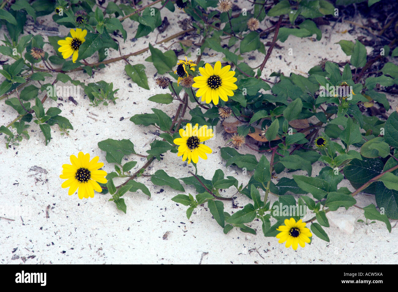 Beach sunflowers on Half Moon Cay, Bahamas, Caribbean Stock Photo - Alamy