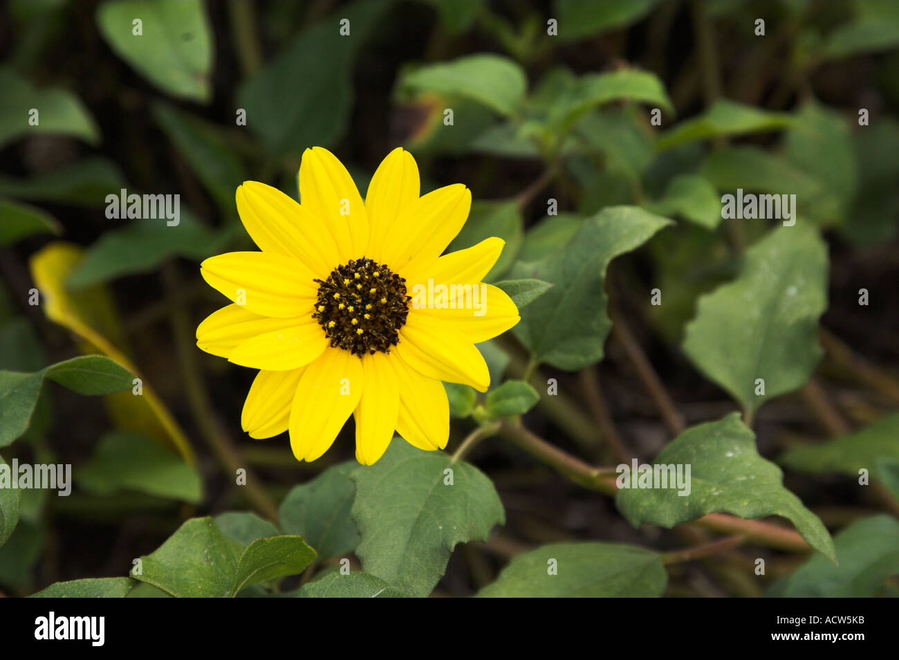Closeup of a Beach Sunflower on Half Moon Cay Bahamas Stock Photo - Alamy