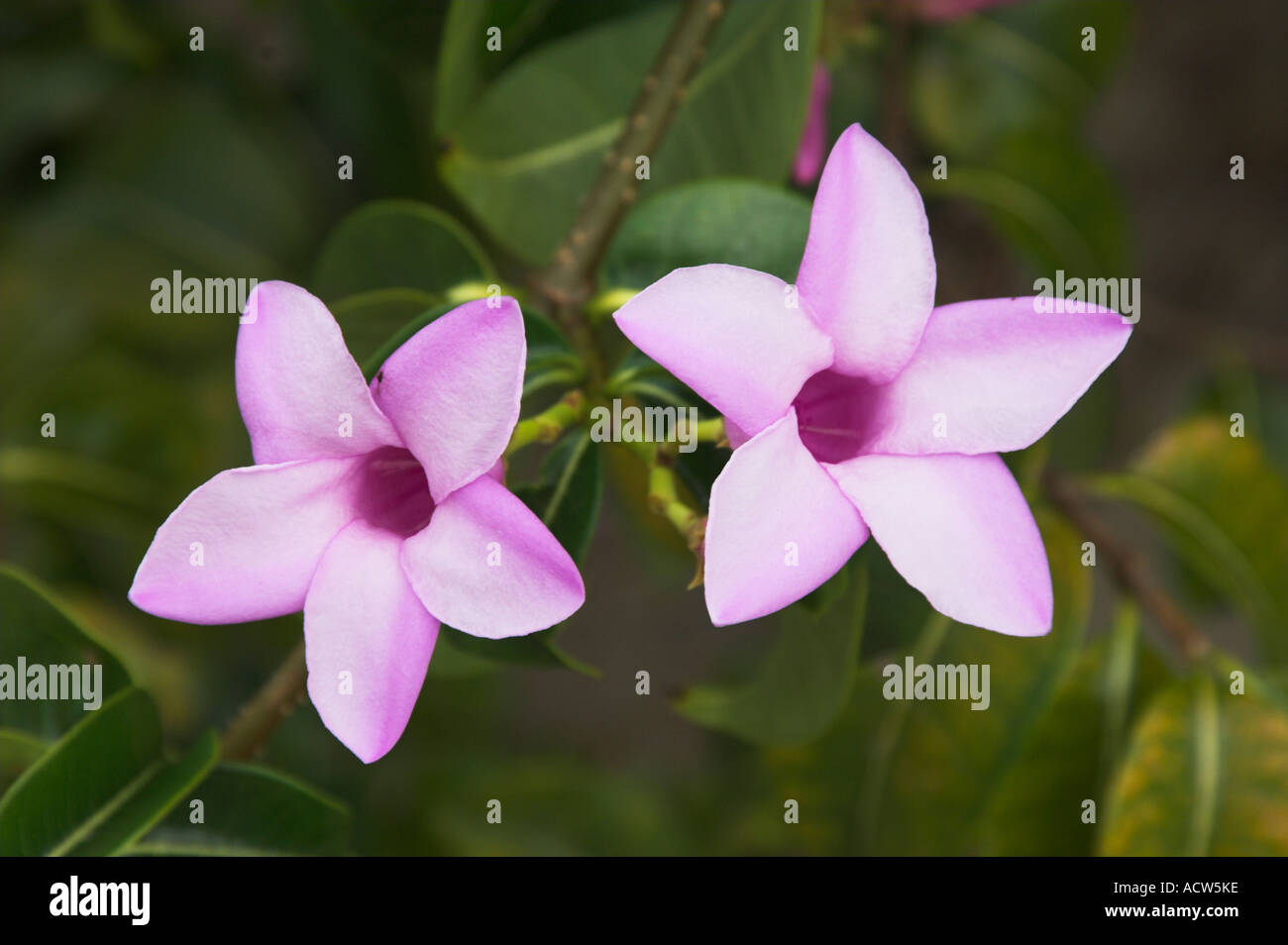 Purple tropical flowers hi-res stock photography and images - Alamy