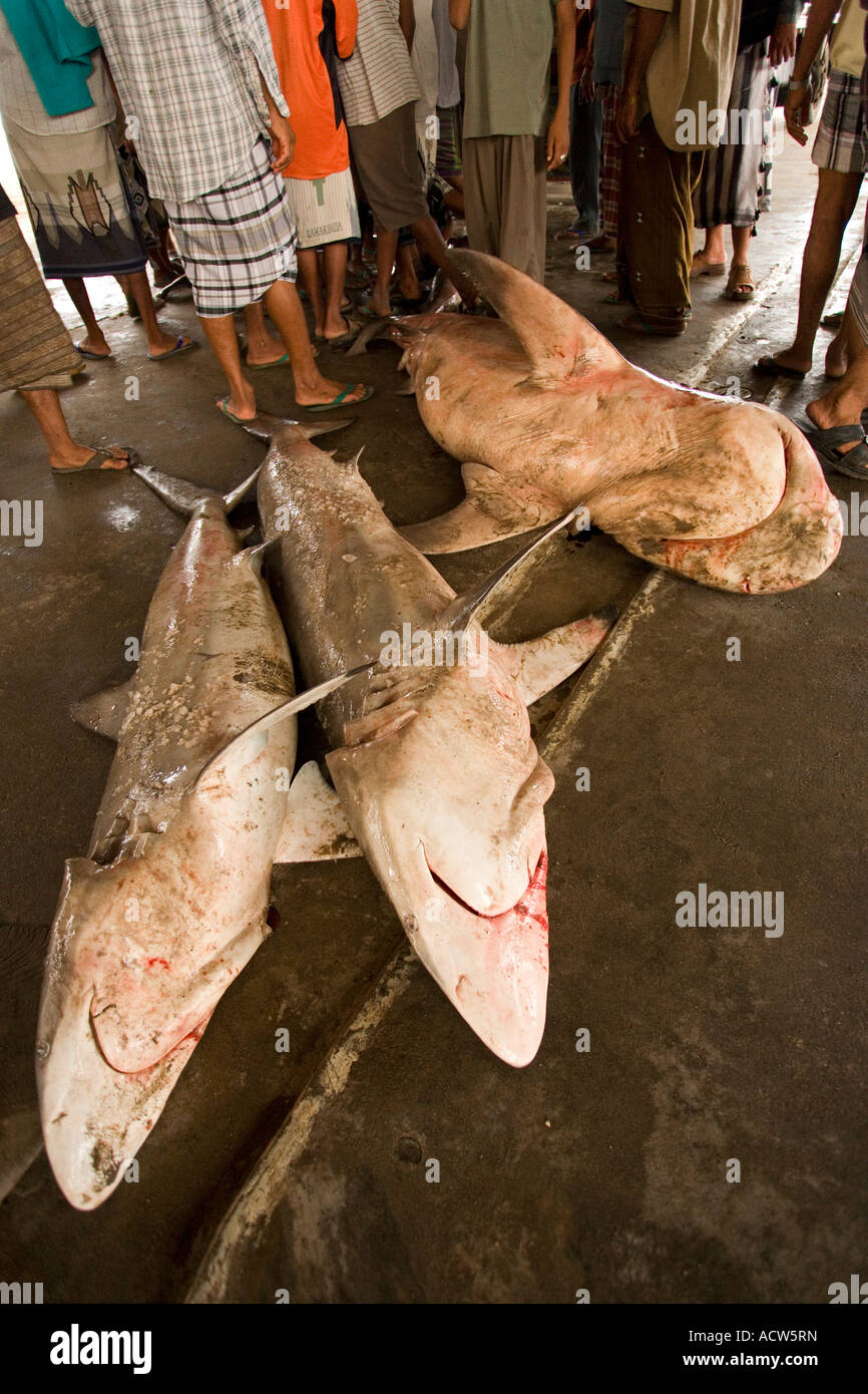The lively huge Al Hudayda fish market Yemen Stock Photo - Alamy