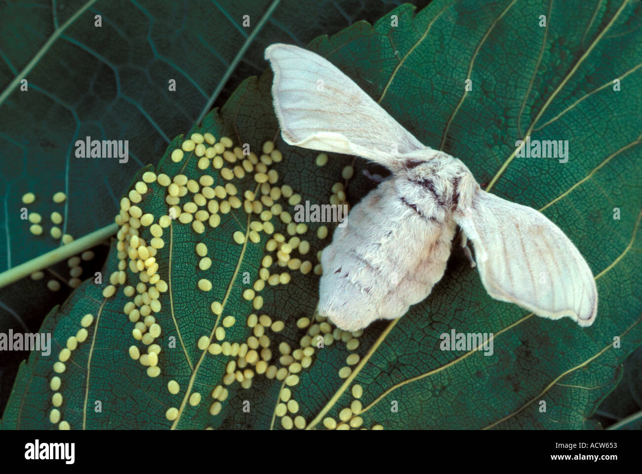 INVERTEBRATE SILKWORM Moth Stock Photo - Alamy