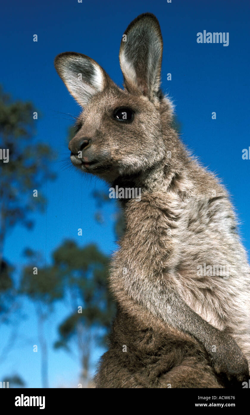 Mammal kangaroo e grey hi-res stock photography and images - Alamy