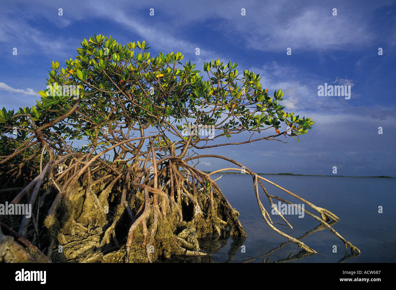 PLANT MANGROVE Red Stock Photo - Alamy