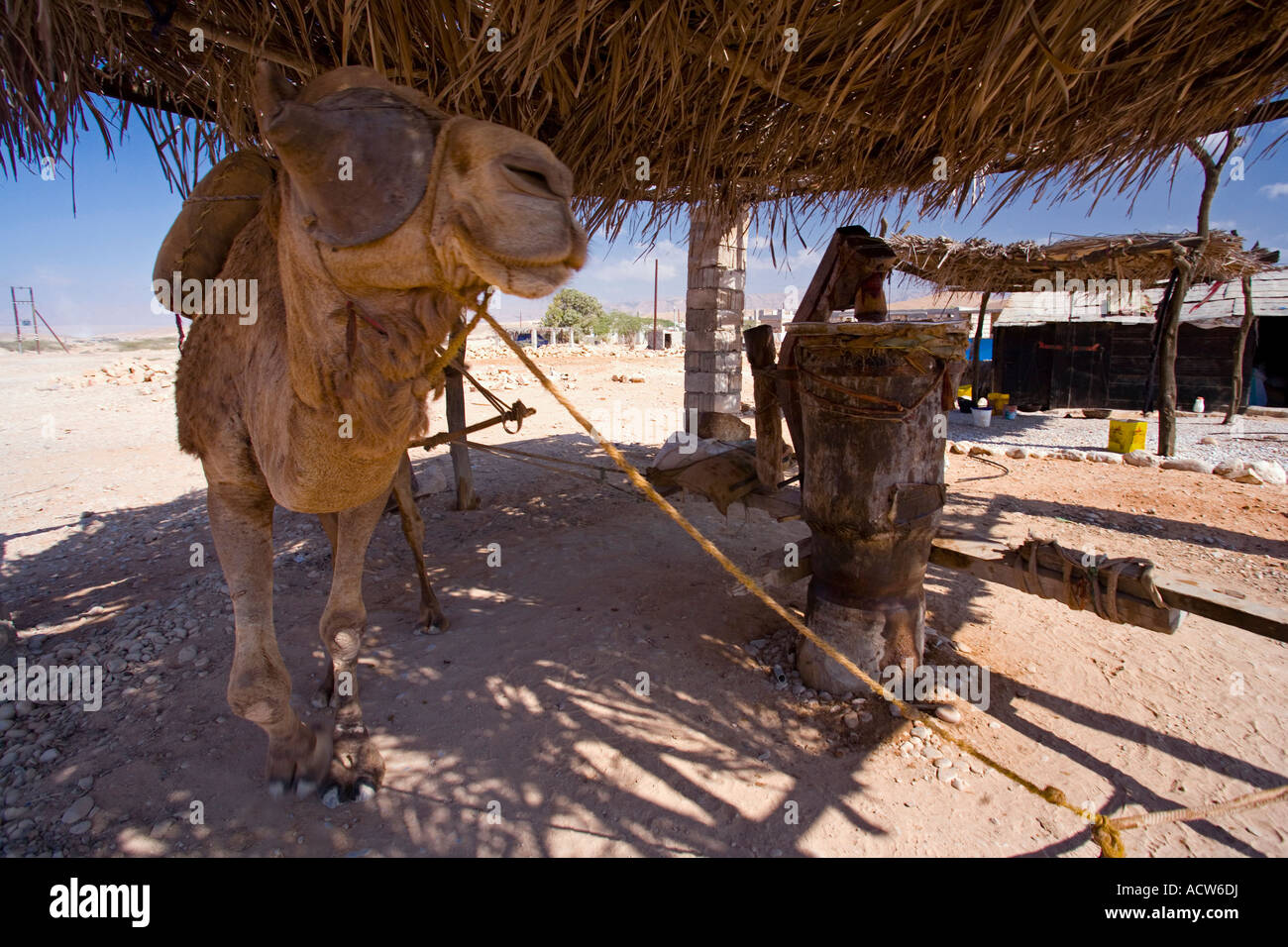 Camel powered mill Yemen Stock Photo - Alamy