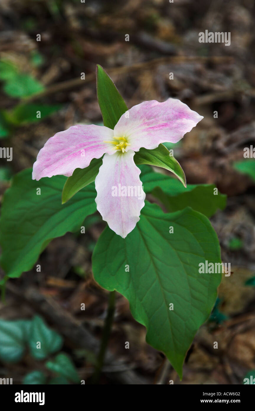 Trillium grandiflorum great smoky hi-res stock photography and images ...