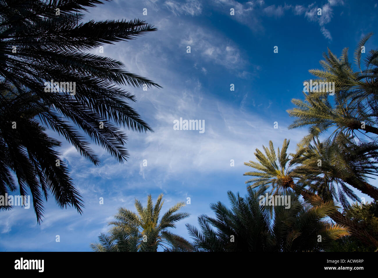 Palm trees in Sayun Yemen Stock Photo - Alamy