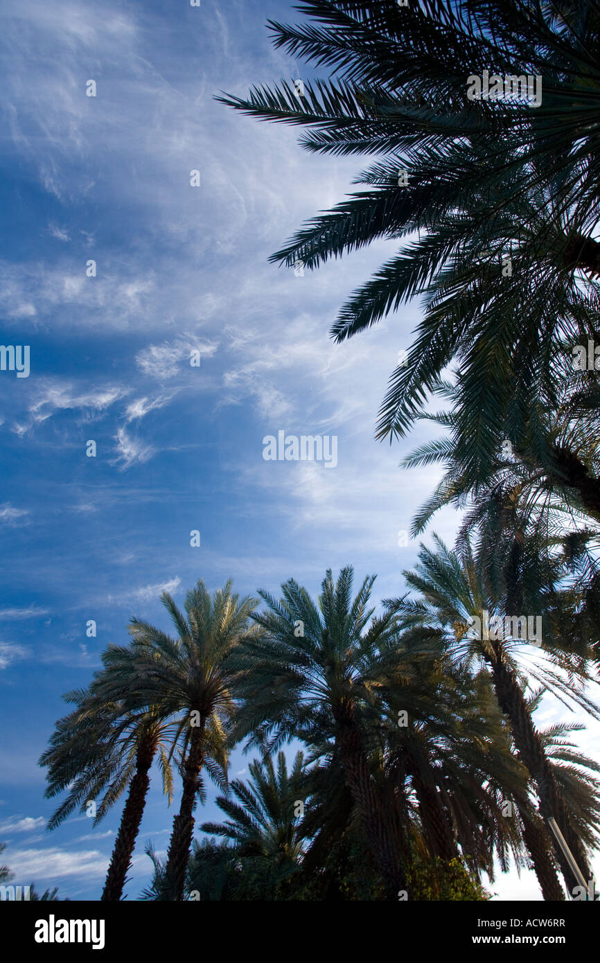Palm trees in Sayun Yemen Stock Photo - Alamy