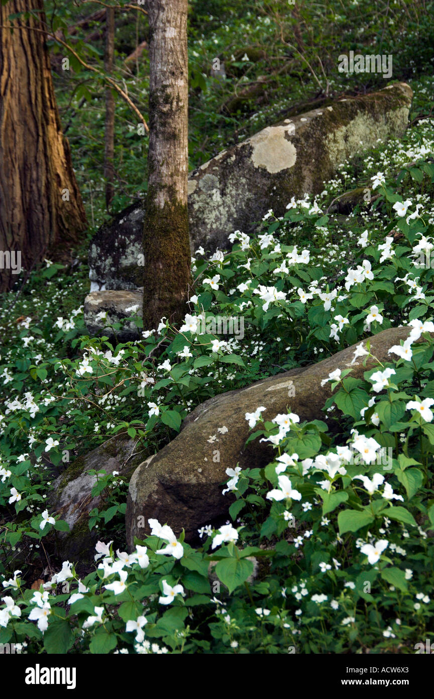 Large White Trillium wildflowers on the forest floor in The Great Smoky ...