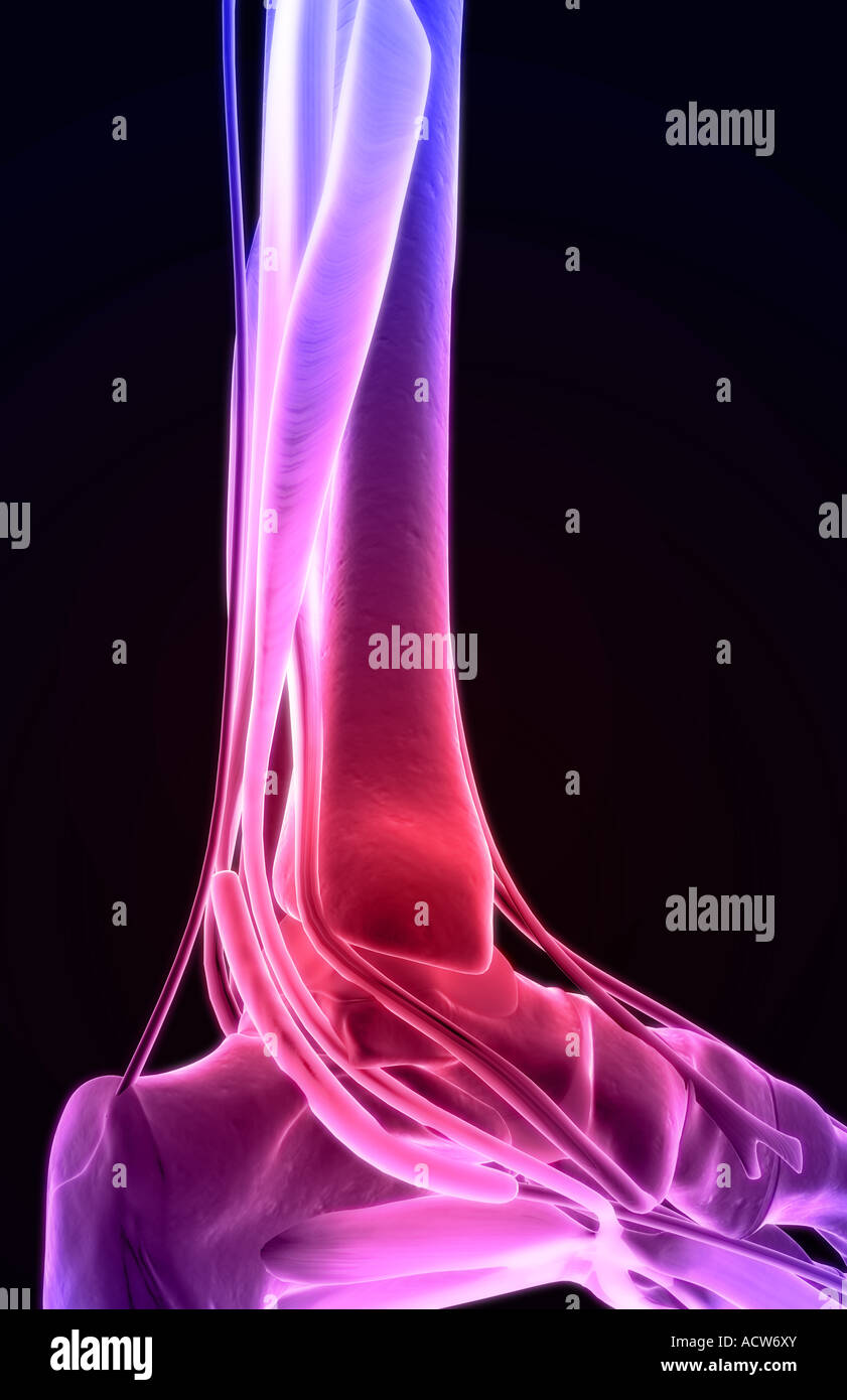 Muscles of the lower leg Stock Photo - Alamy