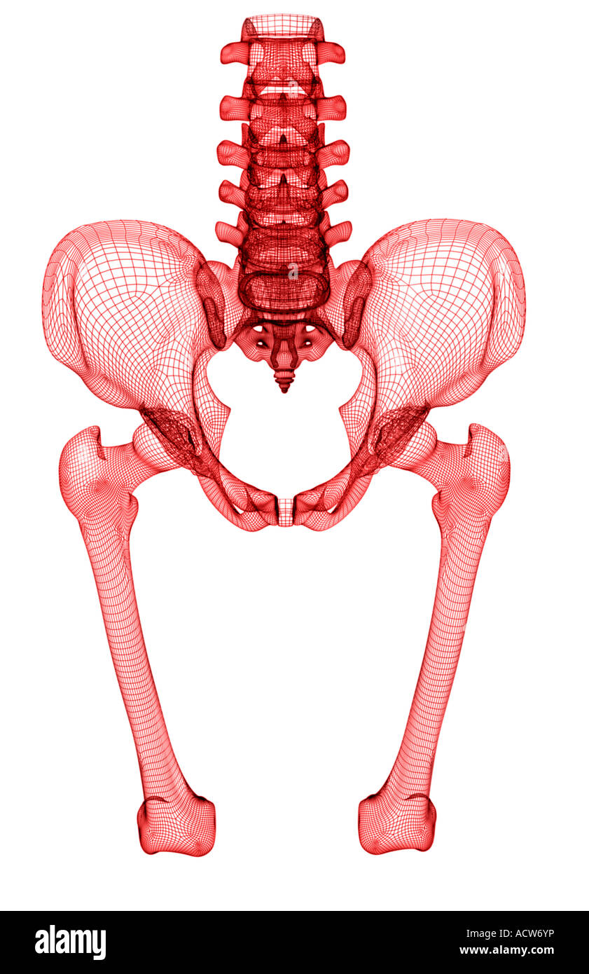 The bones of the lower body Stock Photo - Alamy