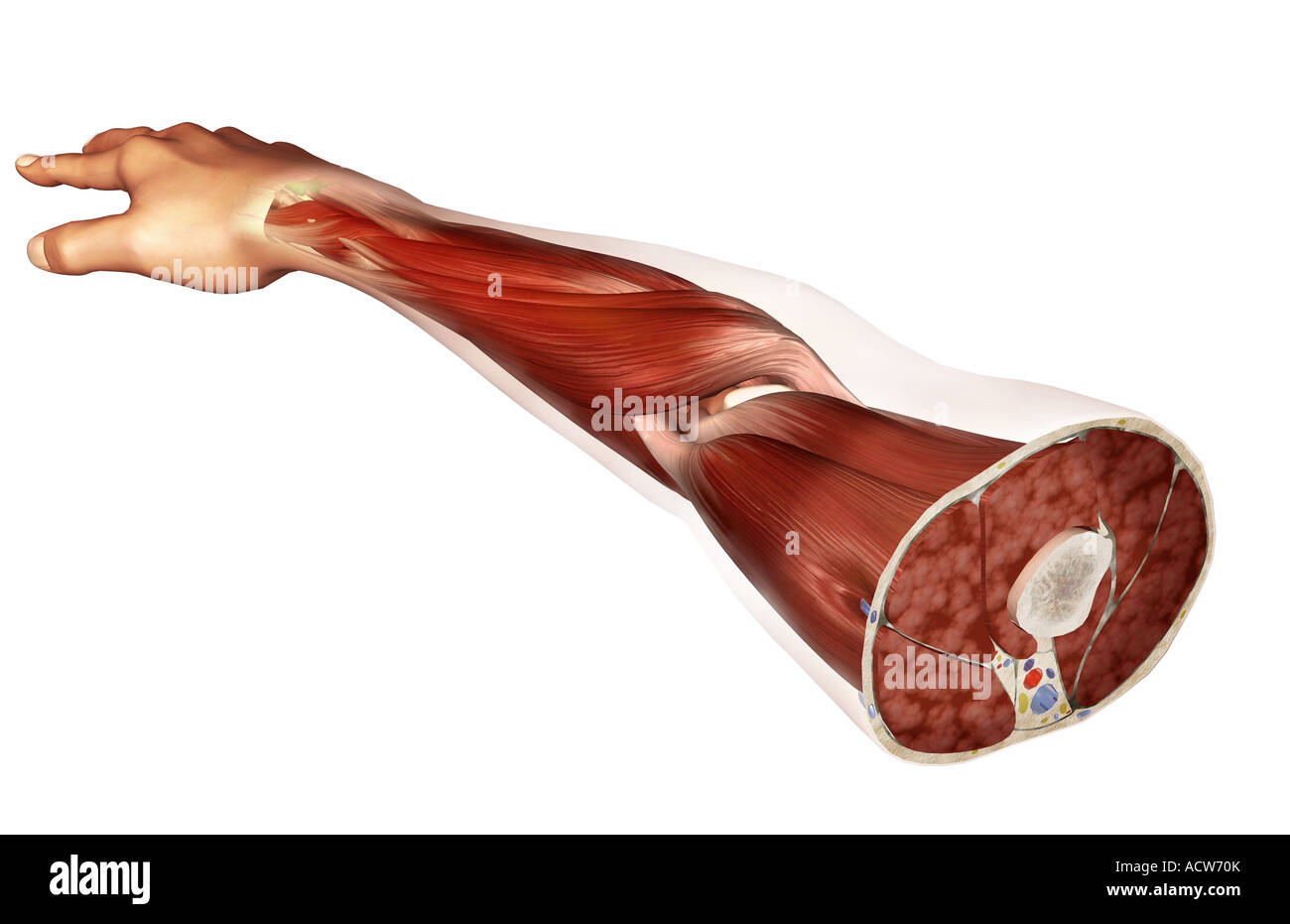 Transverse section of the arm Stock Photo - Alamy
