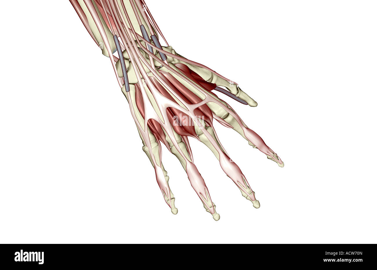Muscles of the hand Stock Photo - Alamy