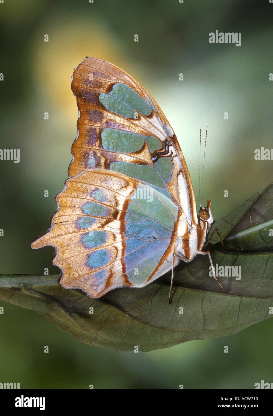 Invertebrate butterfly malachite hi-res stock photography and images ...