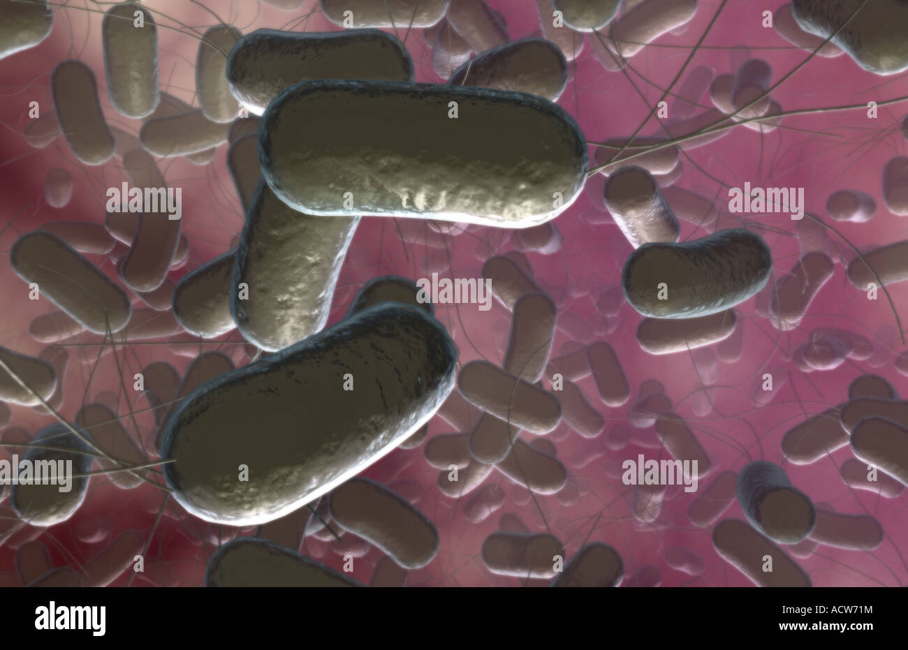 Rod shaped gram negative salmonella hi-res stock photography and images ...